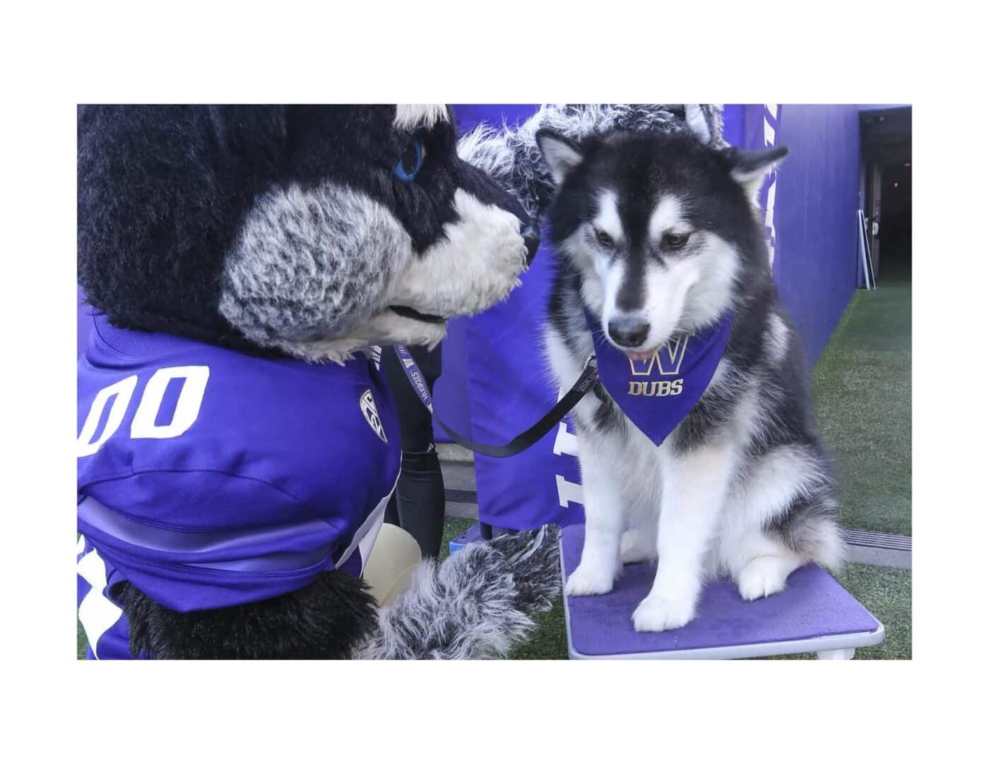 Washington Huskies 2025 Football Season Preview: Building on a ...