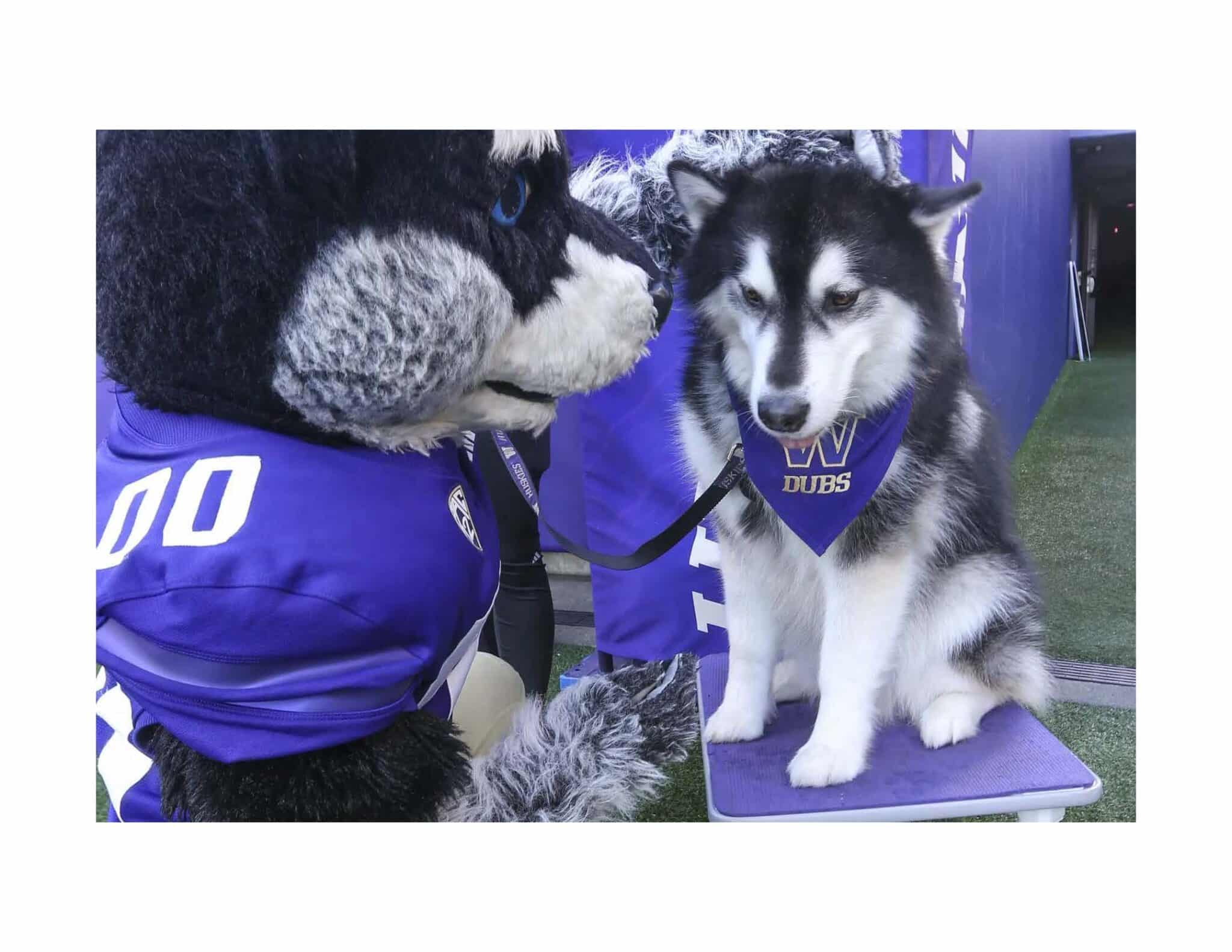 Washington Huskies 2025 Football Season Preview: Building on a ...