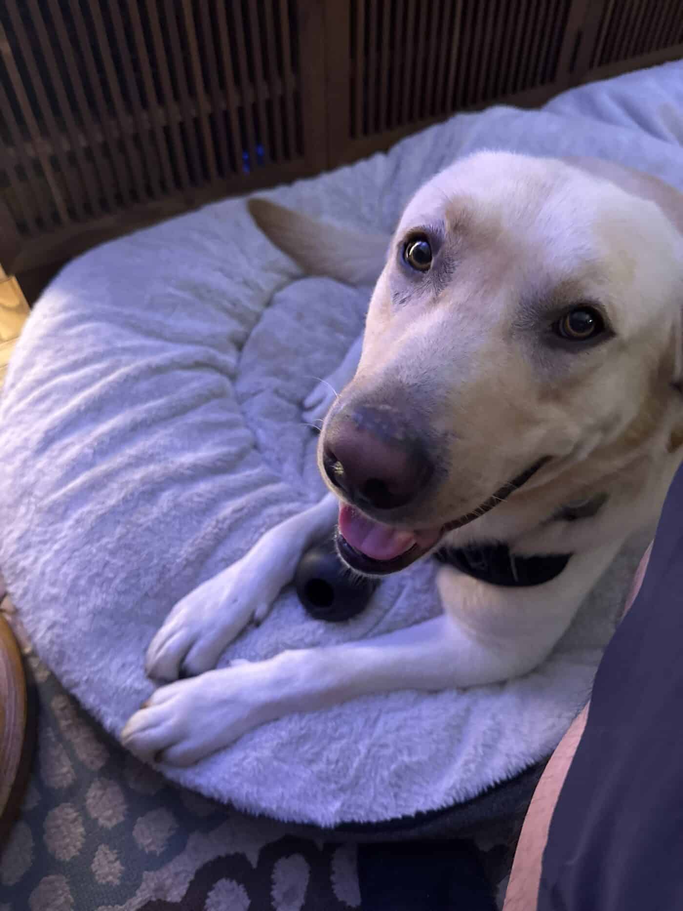 Bubba Lost Everything in the Eaton Fire. He Found Us. - Coaches Hot Seat